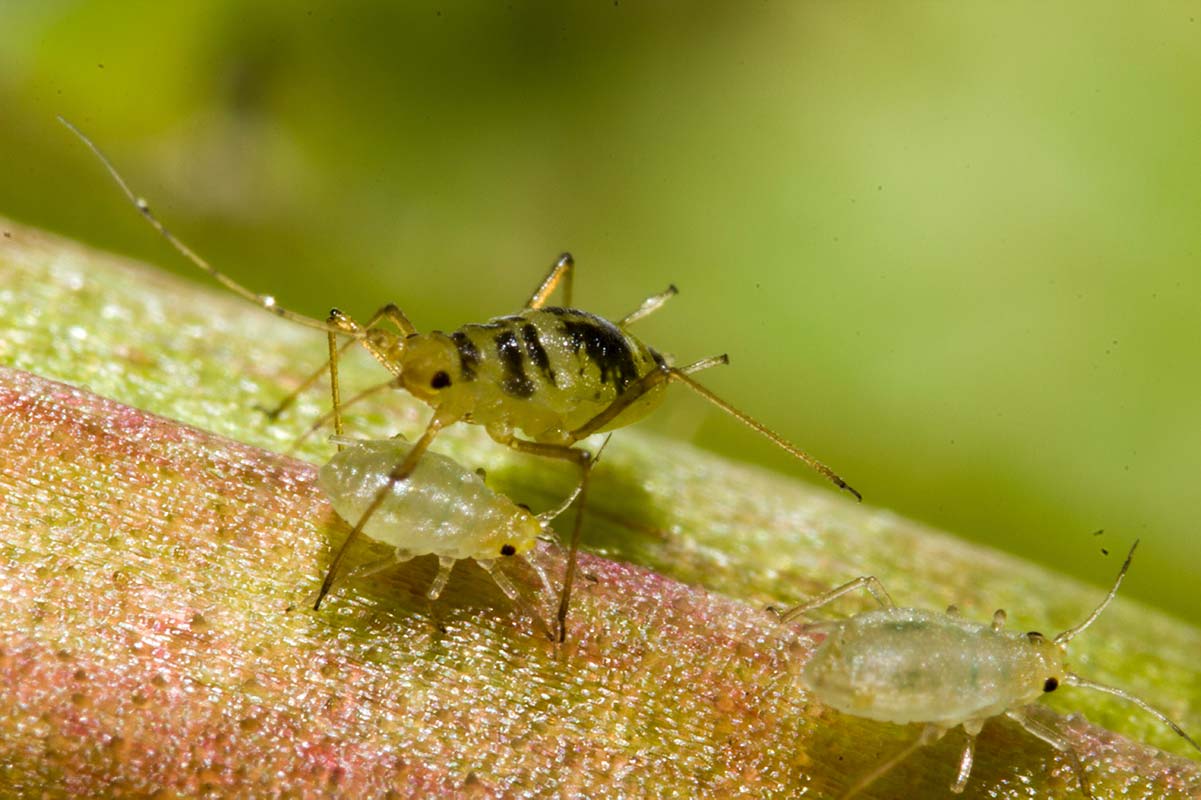 Afidi nell'orto: prevenzione, riconoscimento e difese bio - Pianeta di ...