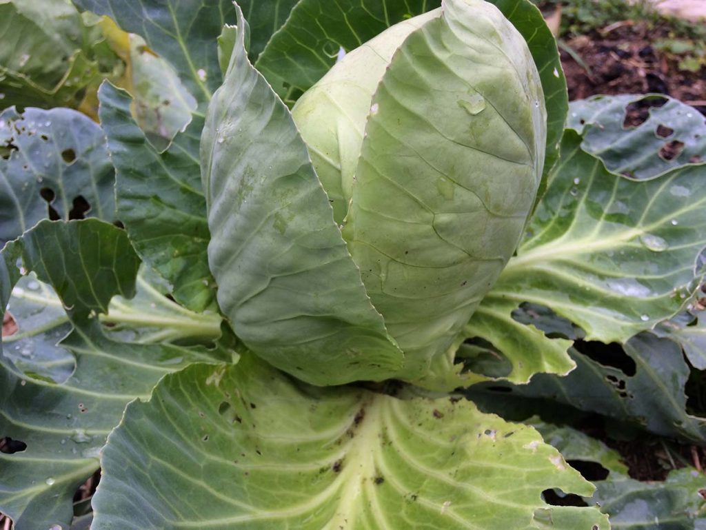 Cappuccio: scheda tecnica di coltivazione - Pianeta di Riserva