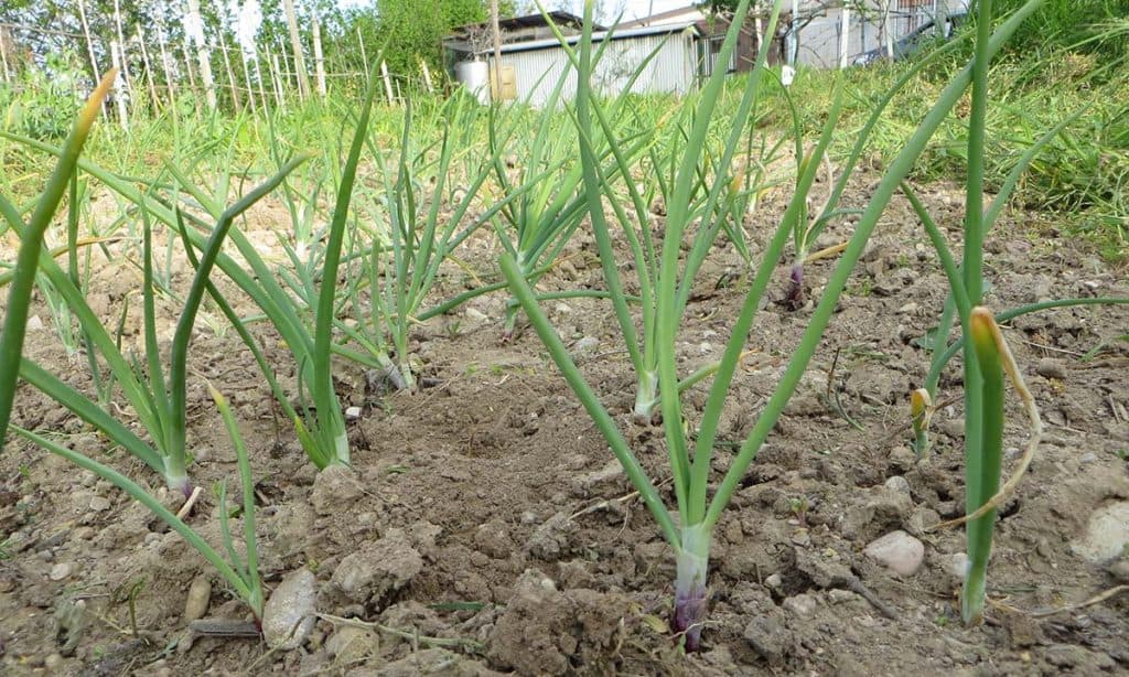 Coltivazione della cipolla: tecniche e consigli - Pianeta di Riserva
