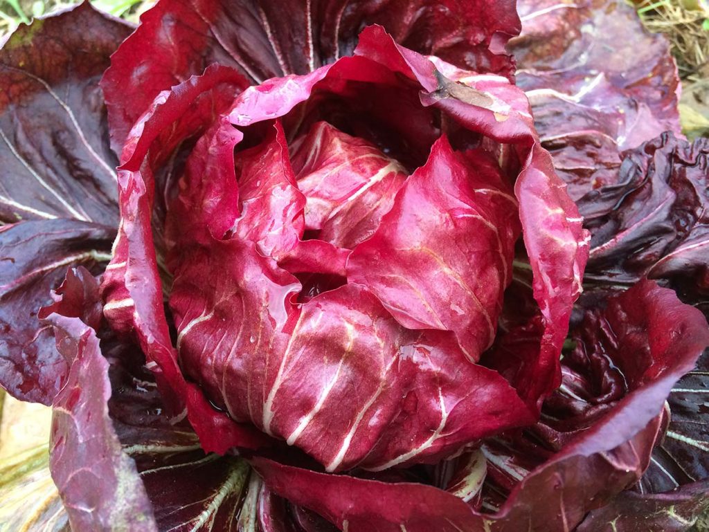 Come coltivare il radicchio rosso in vaso: tecniche e consigli ...