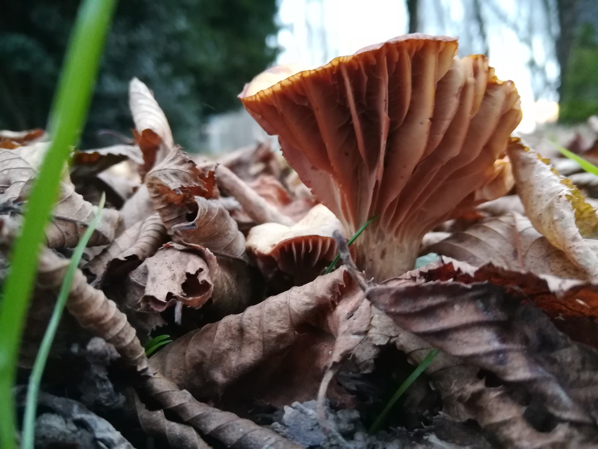 Cosa sono i funghi e come si classificano - Pianeta di Riserva