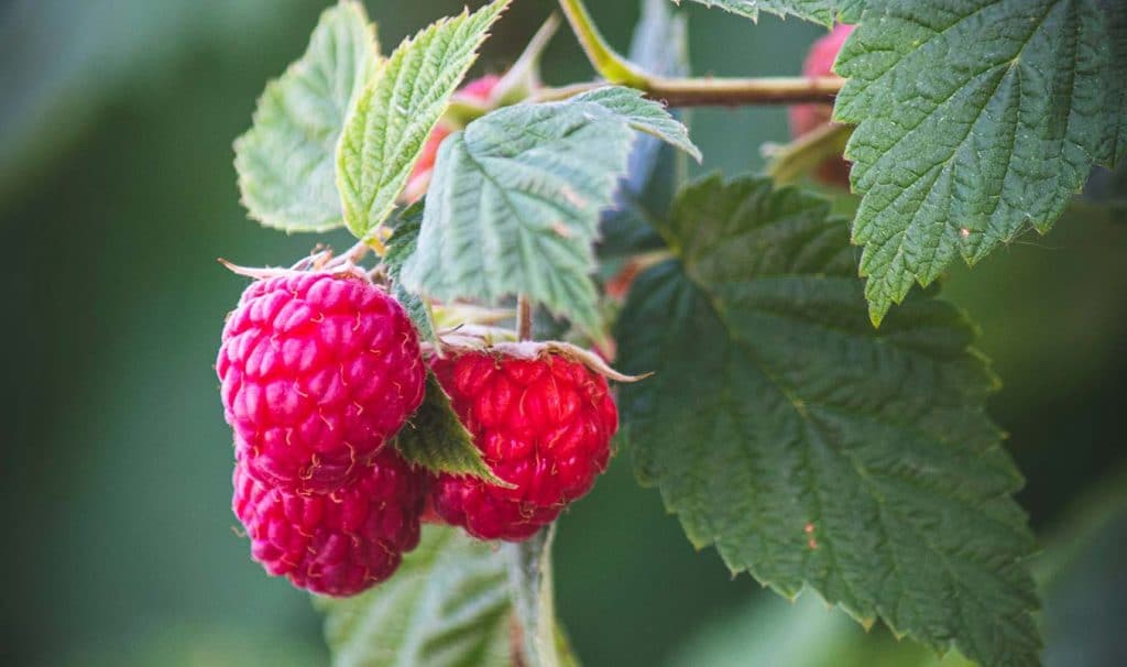 Come coltivare il lampone - Pianeta di Riserva