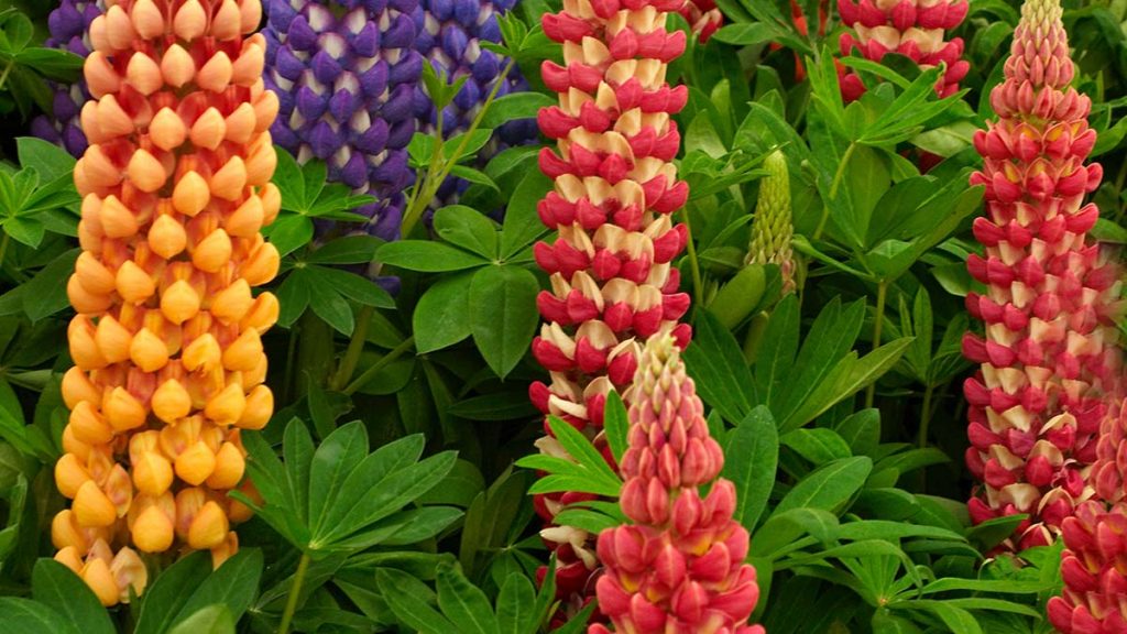 Lupini: scheda tecnica di coltivazione - Pianeta di Riserva