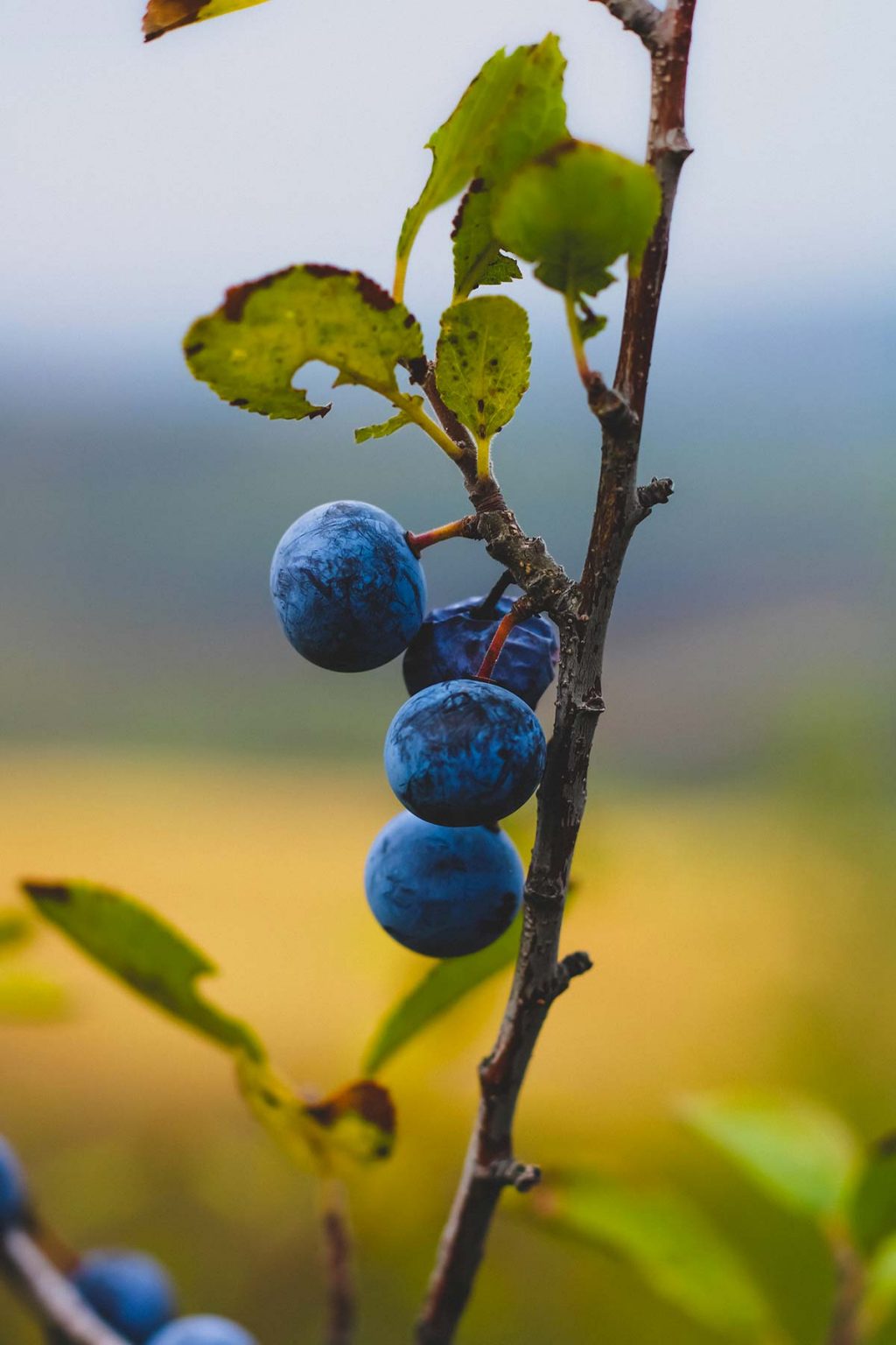 Come coltivare il mirtillo - Pianeta di Riserva
