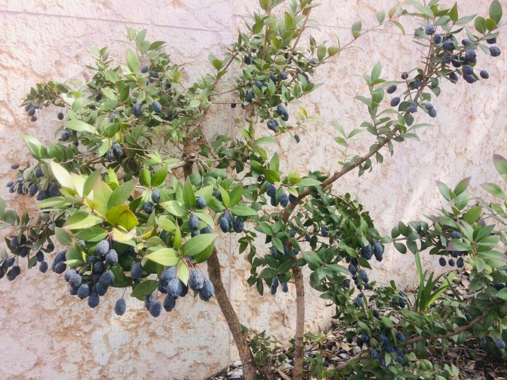 Mirto: scheda tecnica di coltivazione - Pianeta di Riserva