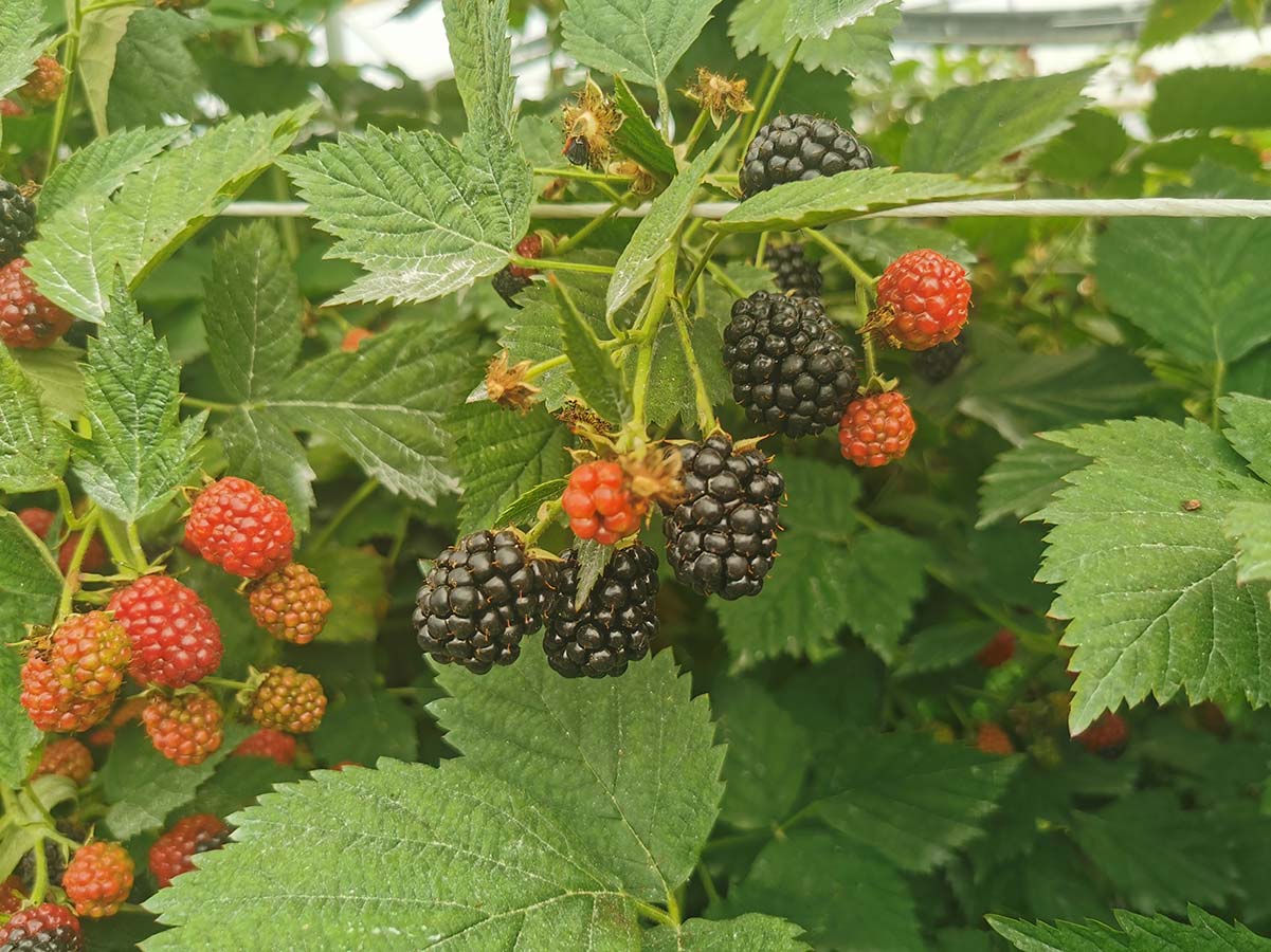 Come coltivare la mora di rovo - Pianeta di Riserva