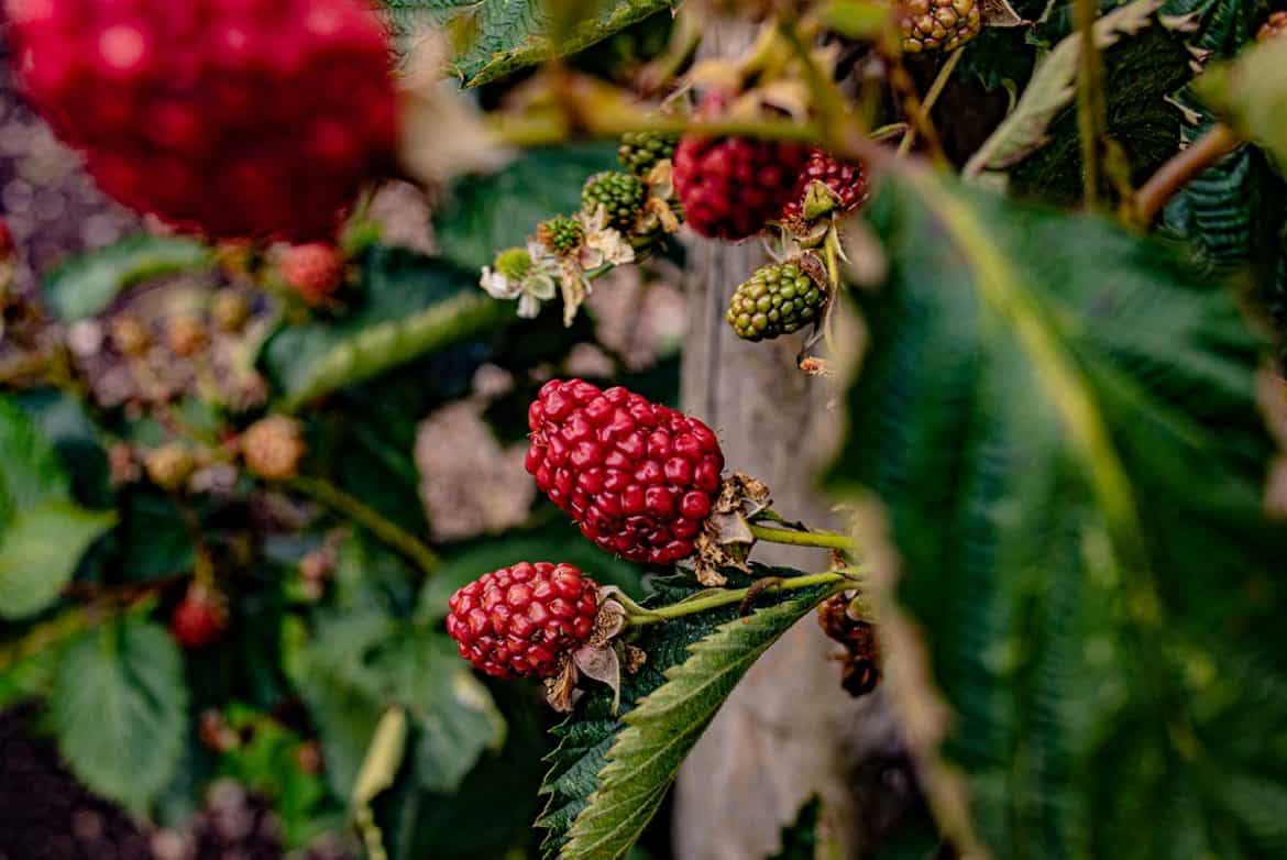 Come coltivare il lampone - Pianeta di Riserva