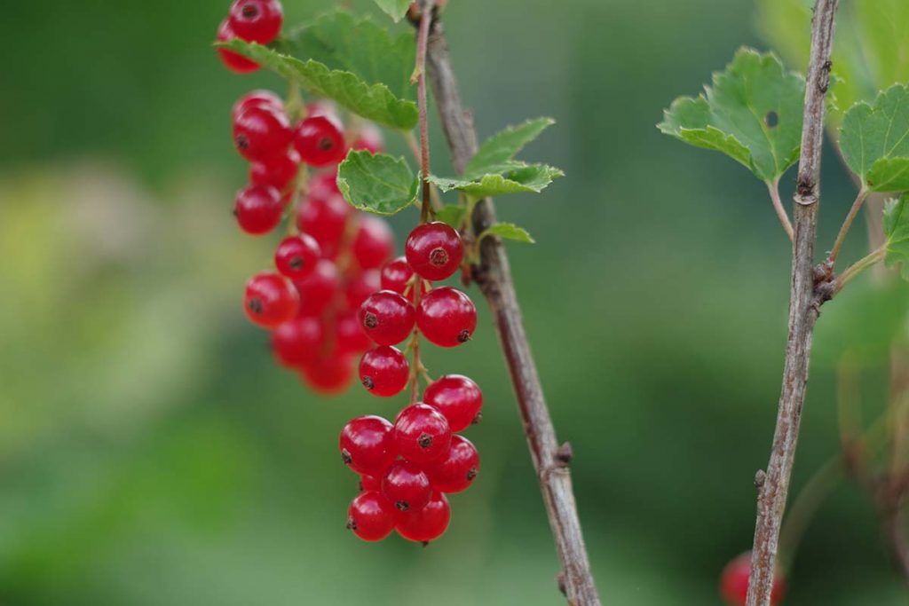 Come coltivare il ribes - Pianeta di Riserva
